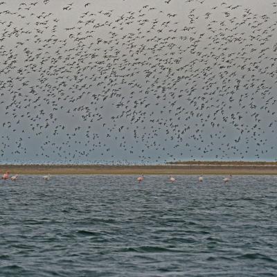Banc d'Arguin National Park | World Heritage Outlook